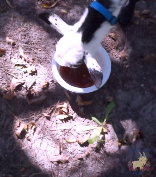Goat Tummy Tamer Recipe | Three Little Goats