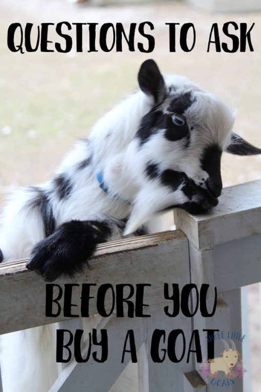 Questions to Ask Before You Buy A Goat | Three Little Goats