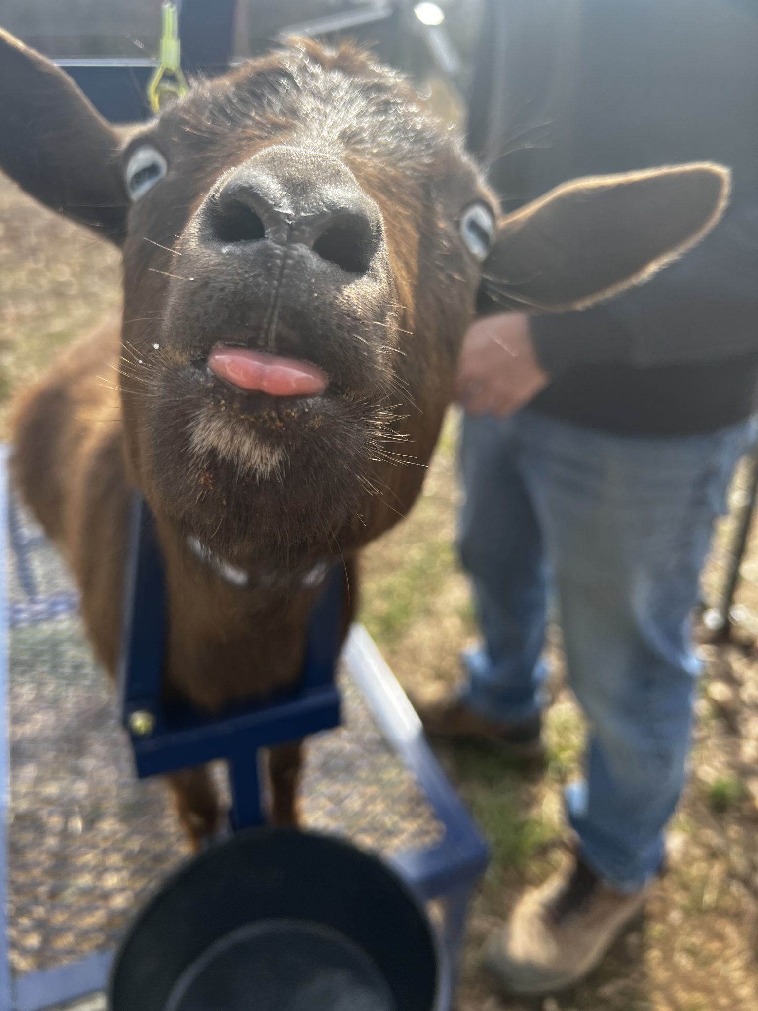 Three Little Goats – Living Simple, Working Hard