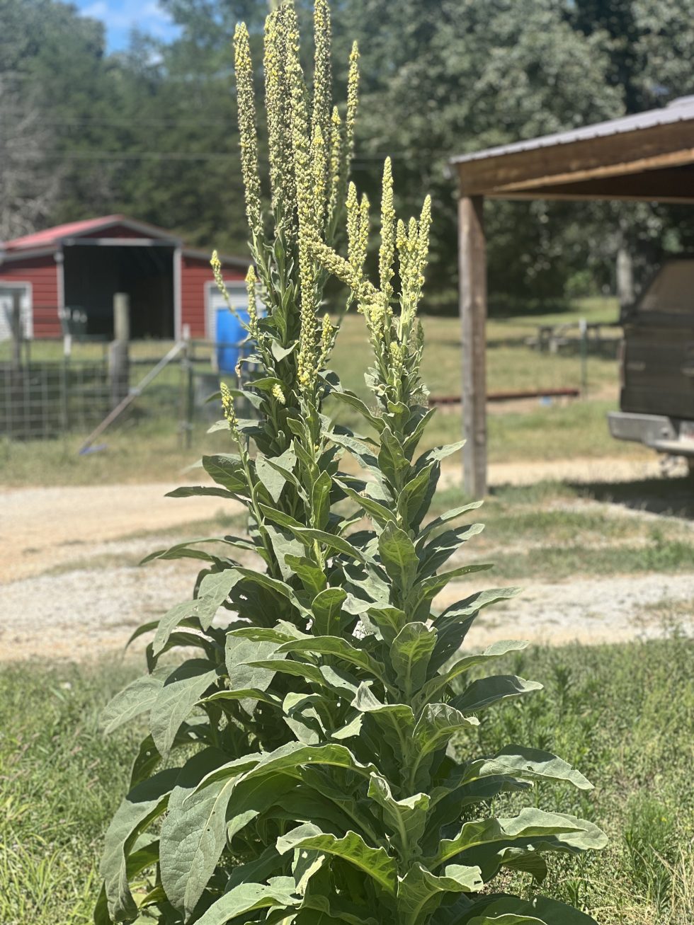 The Amazing Benefits of Mullein!