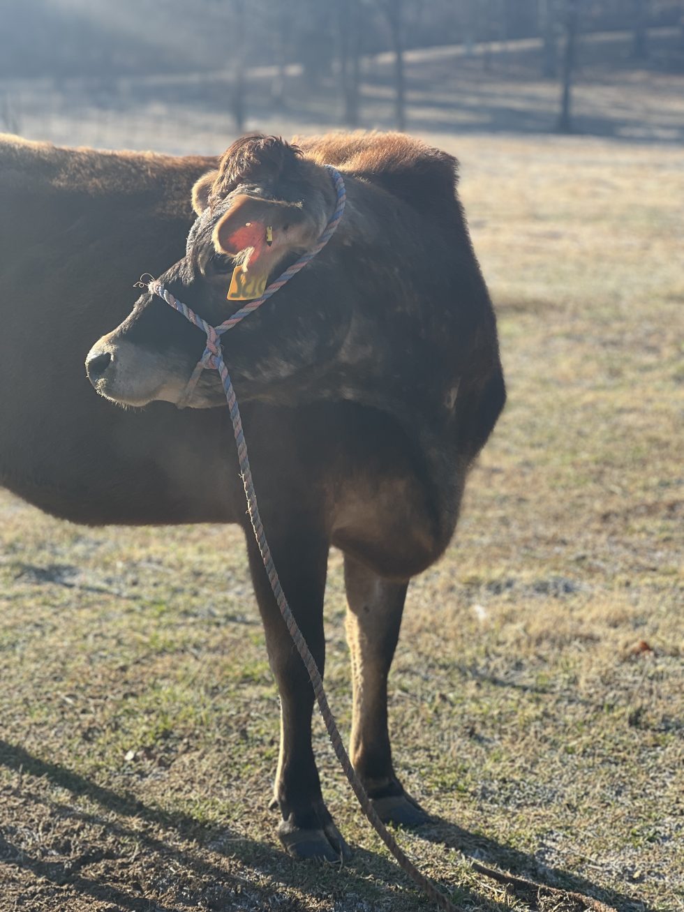 Step-by-Step Guide on How to Halter Break a Cow