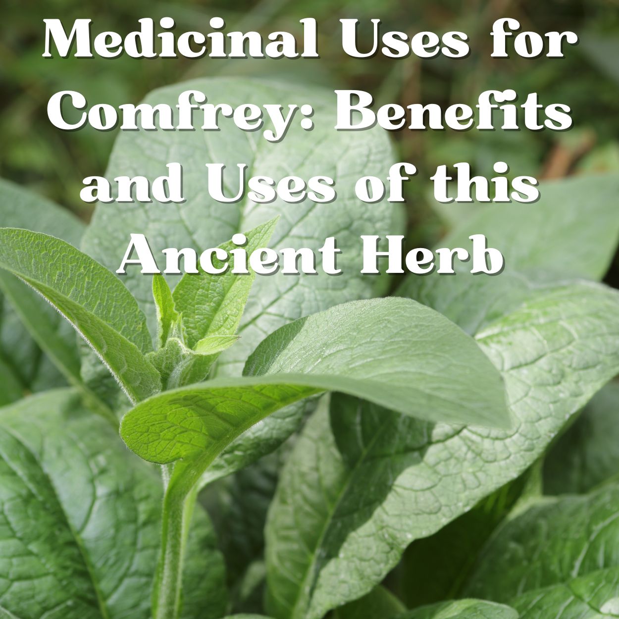 Medicinal Uses For Comfrey