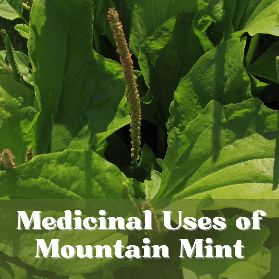 The Medicinal Benefits and Uses of Broadleaf Plantain (Plantago major)